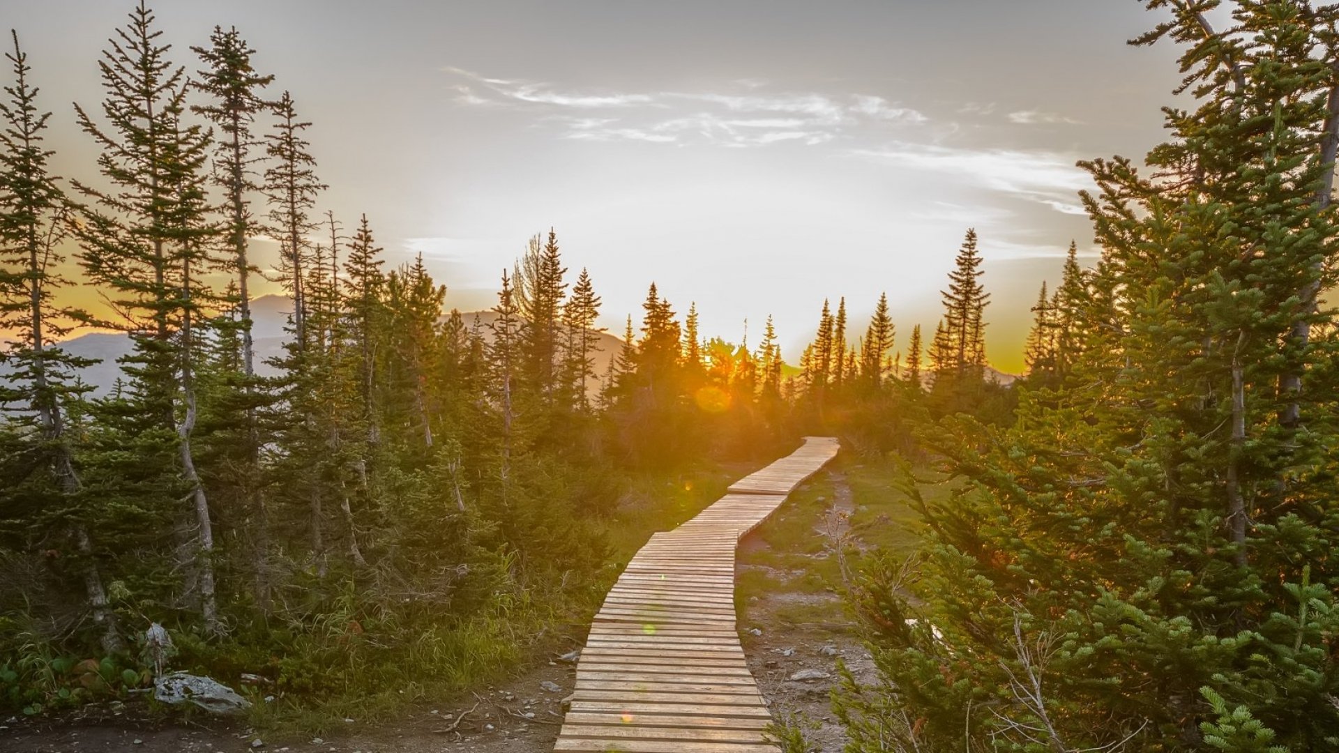 Have It My Way - Ways to Trace Predecessor and Successor Driving and ...